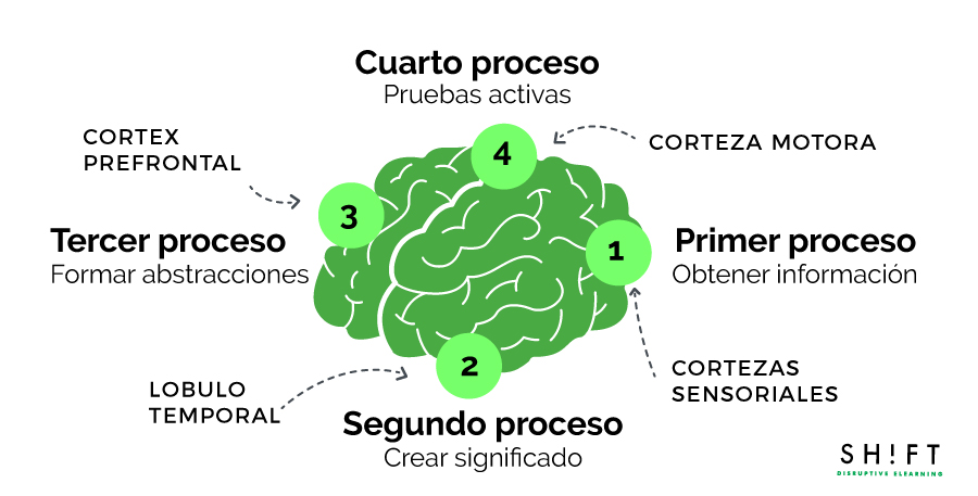 Cómo aprende nuestro cerebro: Una explicación para los profesionales ...
